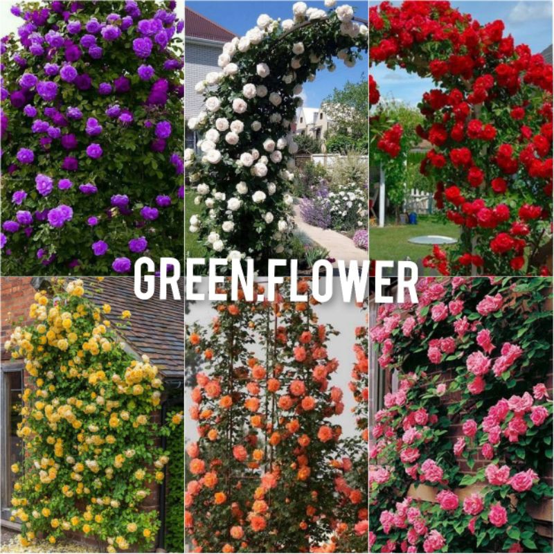 Jual PAKET MAWAR RAMBAT 6 POHON 6 WARNA - CLIMBING ROSE | Shopee Indonesia