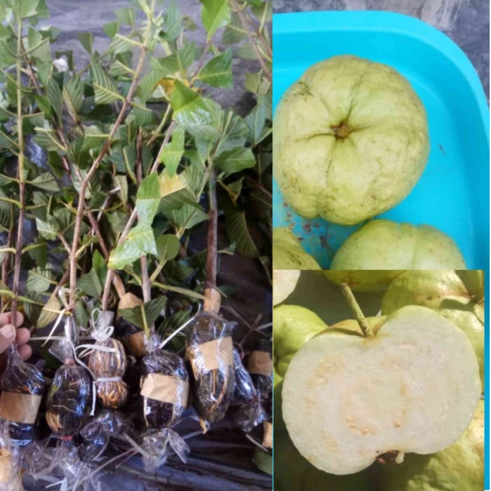 Jual bibit jambu siumik pala fresh pohon cangkok tanaman buah biji air ...