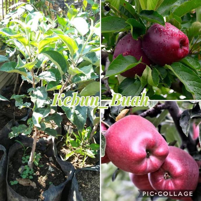 Jual Bibit Tanaman Apel Red Delicious Bln | Shopee Indonesia