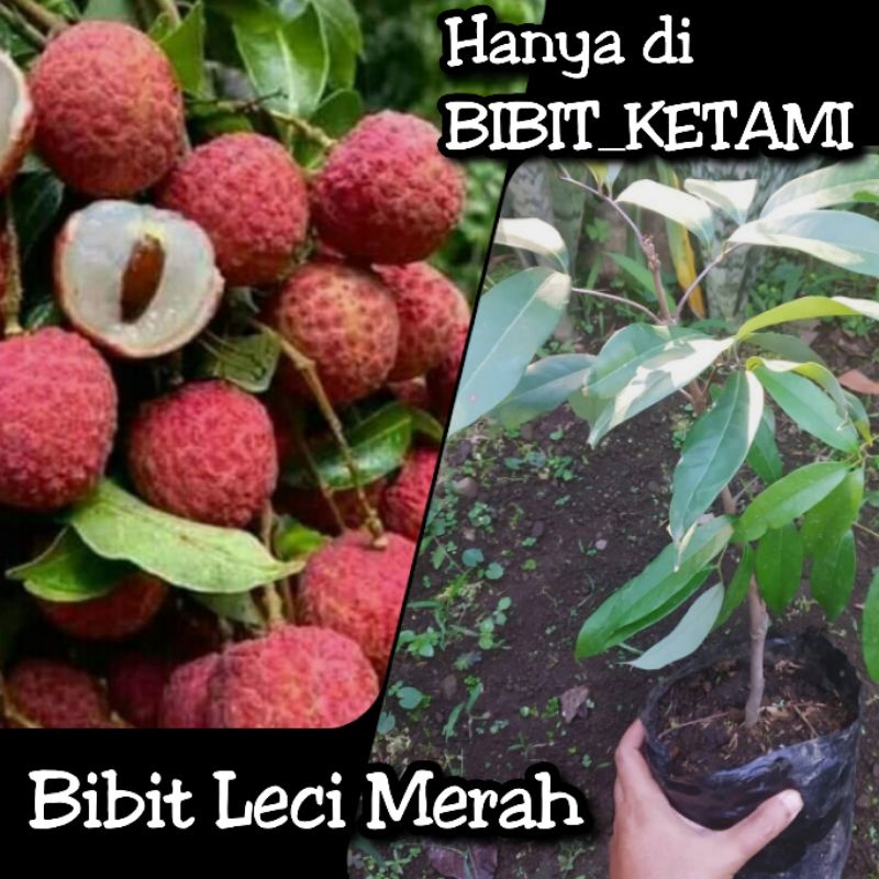 Jual Bibit Leci Merah (BIWA) - Kategori Standart (ORIGINAL) | Shopee ...