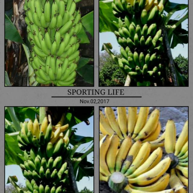 Jual bibit pisang raja ijo 600 gram | Shopee Indonesia