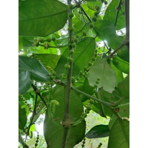 Jual Uceng (Bunga Melinjo) | Shopee Indonesia