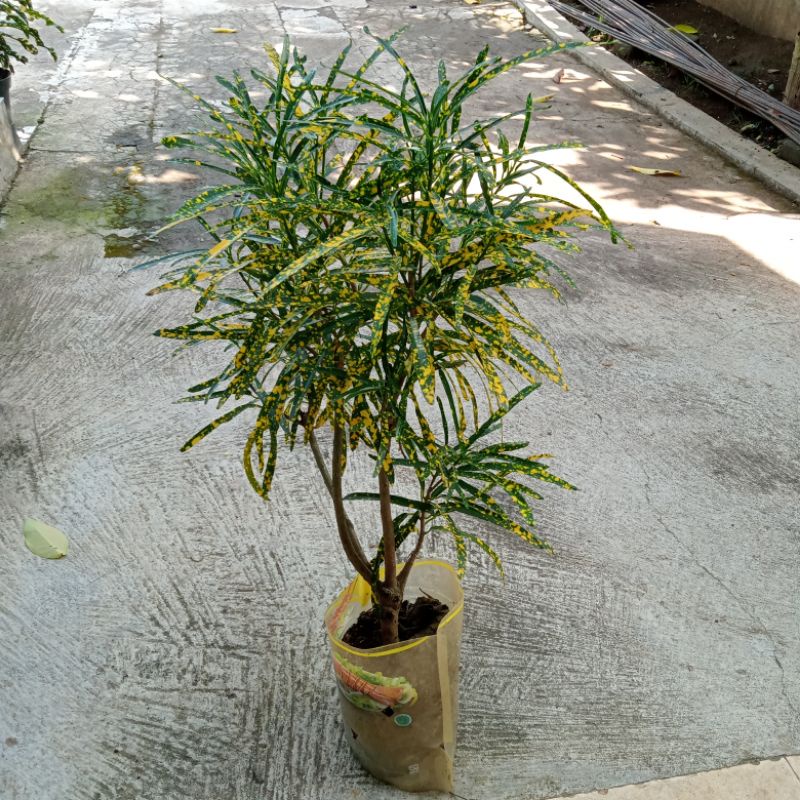 Jual Puring Teri Kuning | Shopee Indonesia