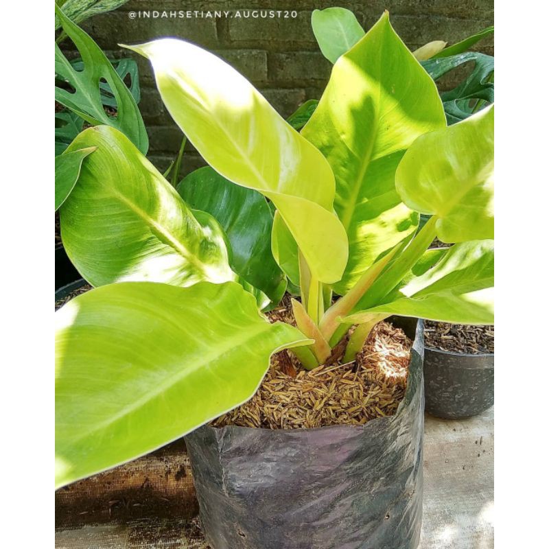 Jual tanaman hias Philo lemon - lemon moonlaeght - tanaman philo ...
