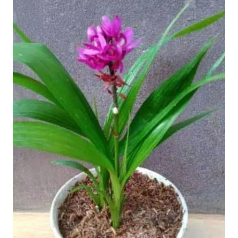 Jual Tanaman hias bunga angrek tanah | Shopee Indonesia