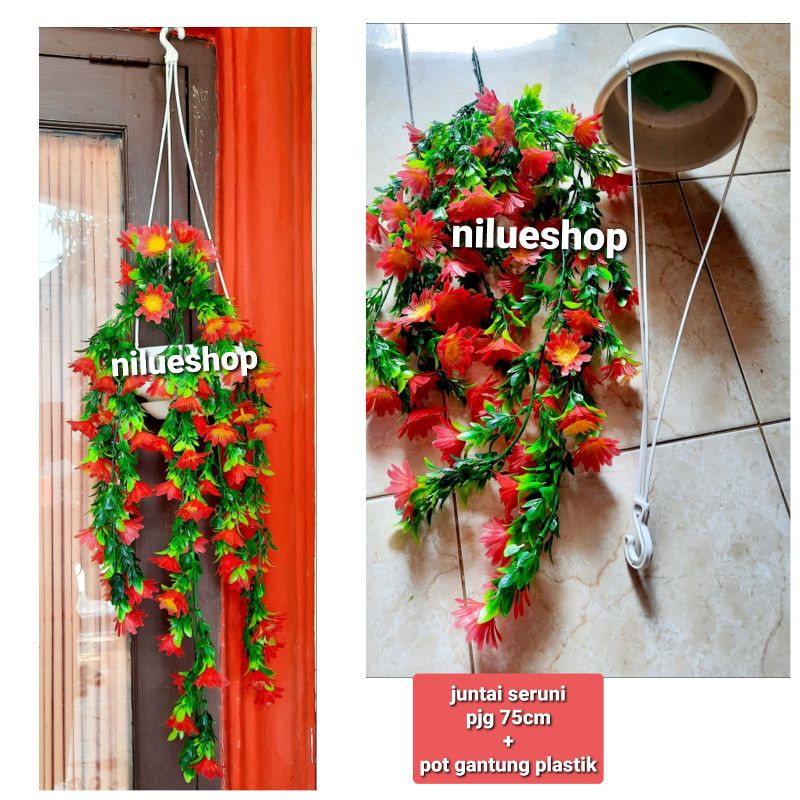 Jual BUNGA SERUNI PANJANG +POT GANTUNG BUNGA RAMBAT /BUNGA JUNTAI ...