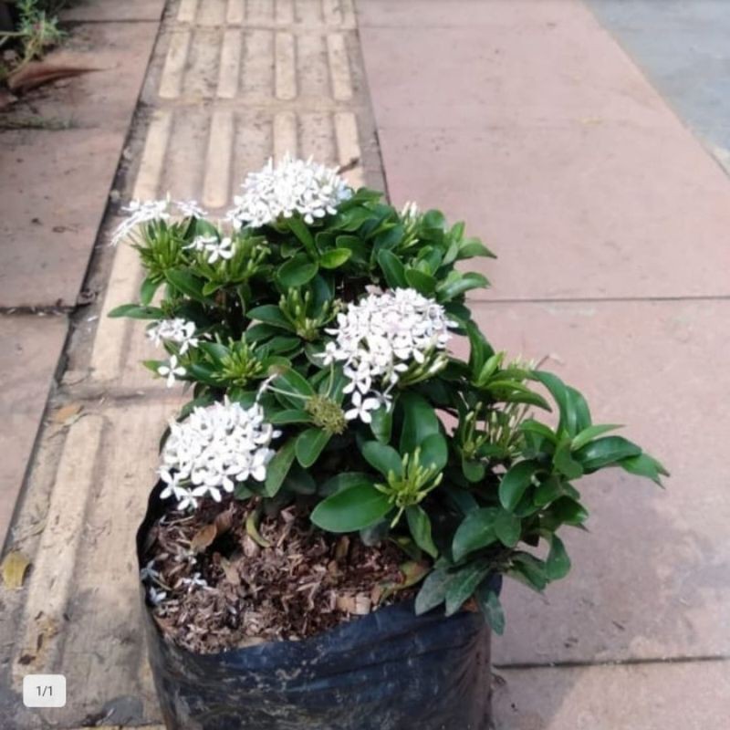 Jual TANAMAN HIAS SOKA JAMBON BUNGA PUTIH/BIBIT TANAMAN HIAS SOKA ...