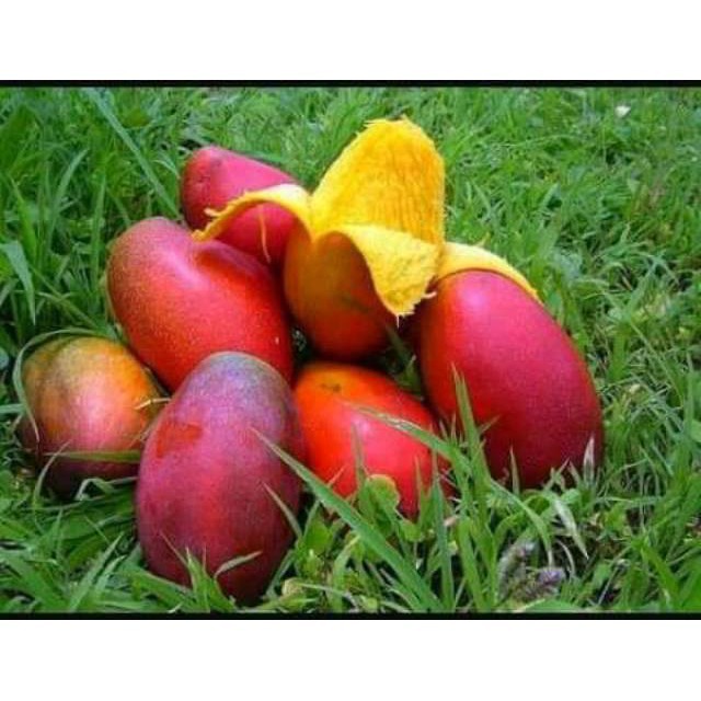 Jual Bibit Mangga red emperor | Shopee Indonesia