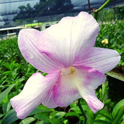 Jual Anggrek dendrobium Caesar chiad | Shopee Indonesia