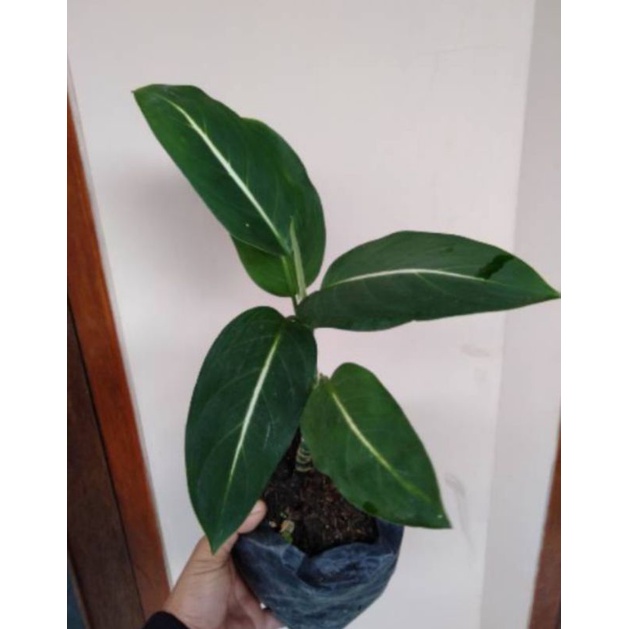 Jual TANAMAN HIAS- SRI REZEKI - Diven hijau diffen unik dieffenbachia ...