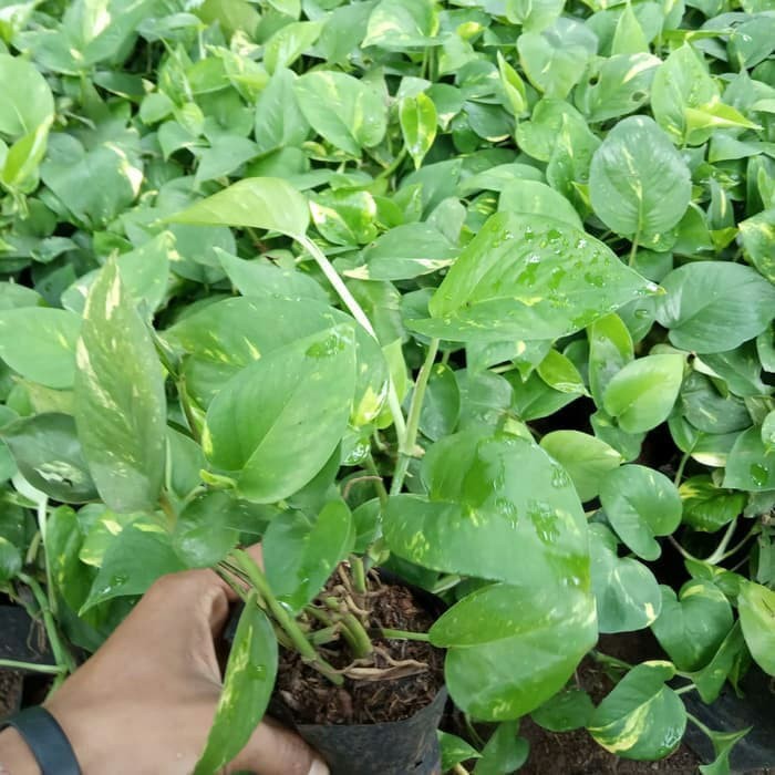 Jual Tanaman Sirih Gading Hijau - Pohon Sri Gading | Shopee Indonesia