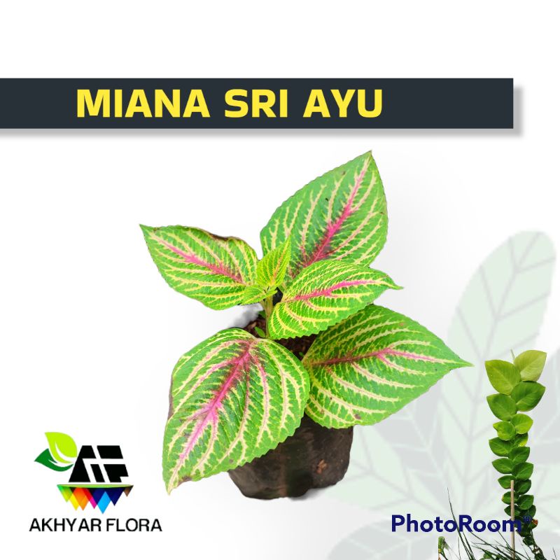 Jual miana sri ayu tanaman hias miyana tri warna miana premium hias ...