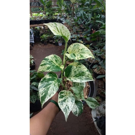 Jual sirih marble | Shopee Indonesia