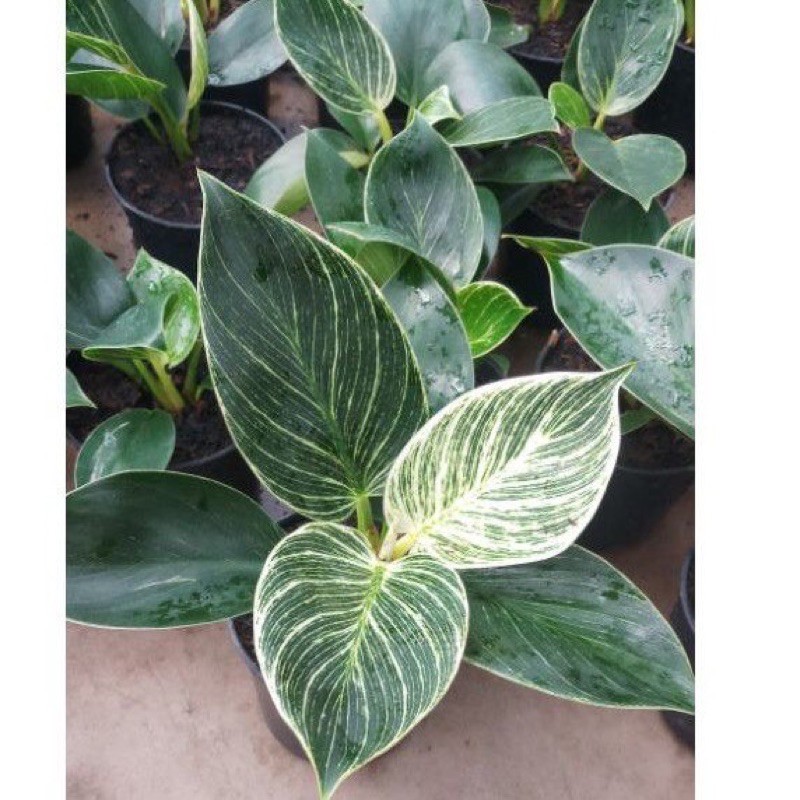 Jual philodendron Birkin Remaja - Philo Birkin - Tanaman Hias | Shopee ...