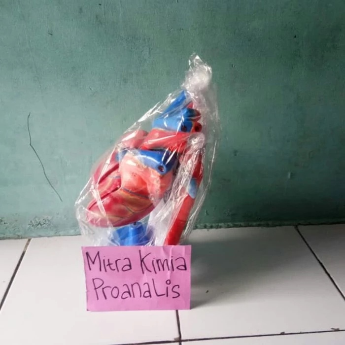 Jual MODEL TORSO JANTUNG MANUSIA | Shopee Indonesia