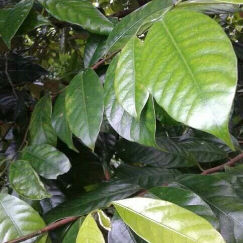 Jual Daun Pala 1kg Kondisi Segar | Shopee Indonesia