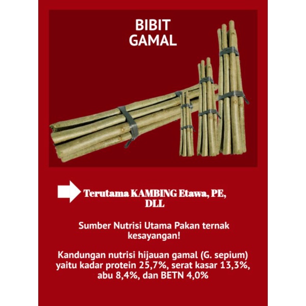 Jual BIBIT STEK POHON GAMAL/DADAP B. 1 Kg ( sayuran bernutrisi untuk ...