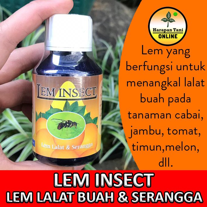 Jual Lem Lalat Buah dan Serangga Pengganggu Tanaman | Lem Insect ...
