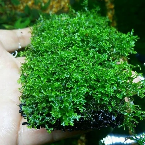 Jual Moss aquascape moss ricardia porsi pakis 10x5cm murah berkualitas ...