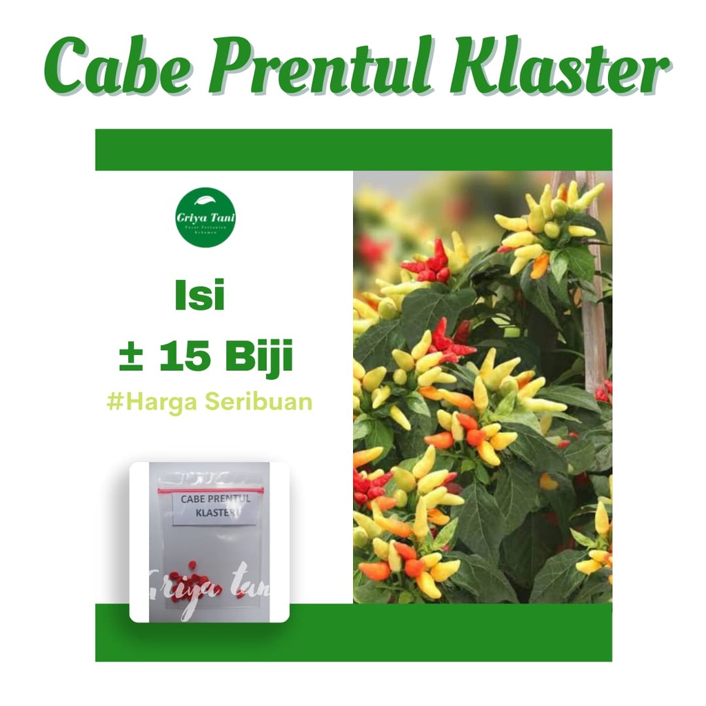 Jual Benih Cabe Prentul Isi 15 Benih Bibit Cabe Prentul Bintang Asia ...