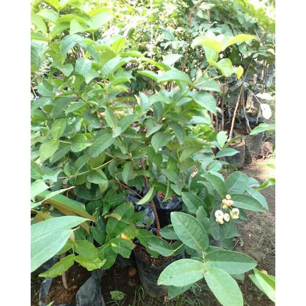 Jual Terlaris" Bibit Pohon Tanaman Jambu Kancing Merah- Tabulampot ...