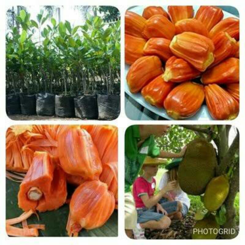 Jual Bibit Nangka madu nangka mini madu Nangka madu merah super bibit ...