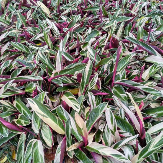 Jual Tanaman Hias Maranta Bali Meranti Bali Meranti Merah | Shopee ...