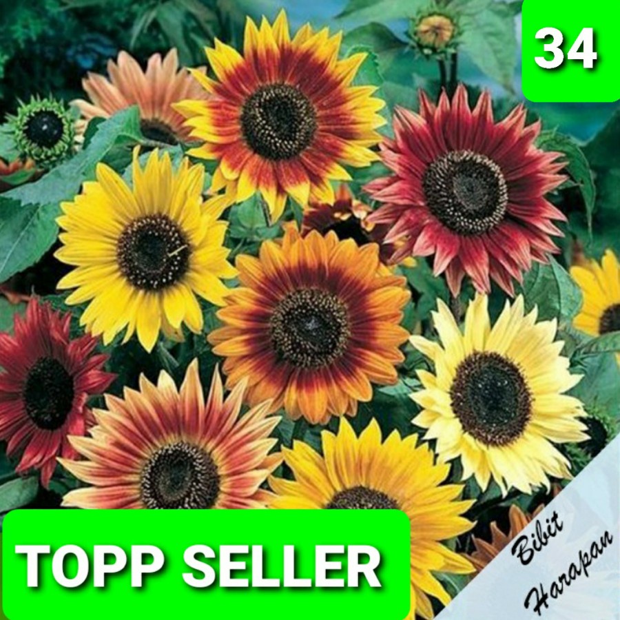 Jual PROMO 200 BIJI/BENIH/BIBIT BUNGA MATAHARI IMPORT BERBAGAI JENIS ...