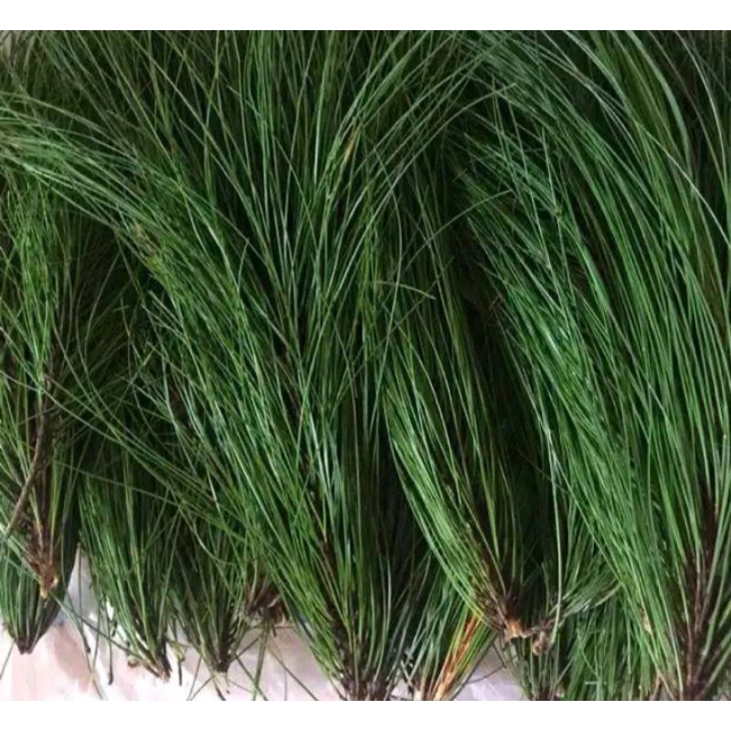 Jual Daun pinus segar 1kg | Shopee Indonesia