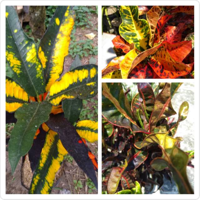 Jual Paket hemat tanaman hias daun puring 3 jenis | Shopee Indonesia