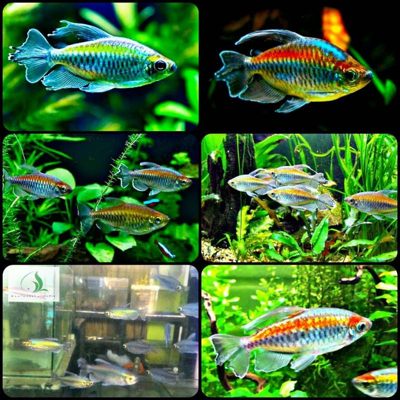 Jual ikan congo tetra untuk aquarium dan aquascape | Shopee Indonesia
