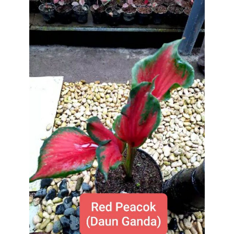 Jual Caladium RED PEACOCK Thailand (langka) | Shopee Indonesia