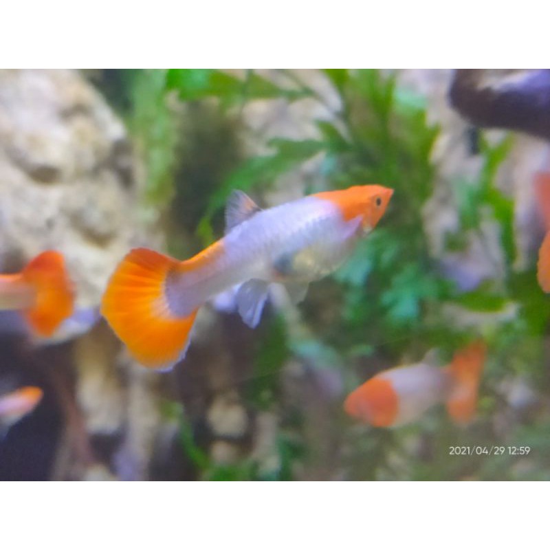 Jual IKAN HIAS GUPPY KOI ALBINO BETINA INDUKAN | Shopee Indonesia