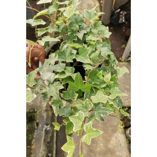 Jual tanaman hias rambat english ivy | Shopee Indonesia