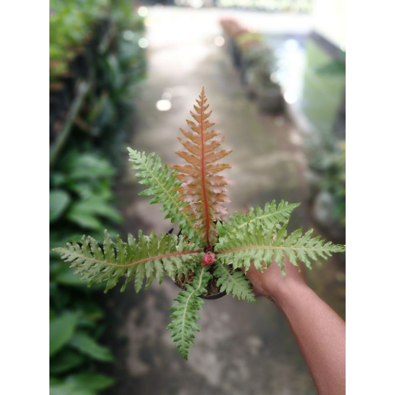 Jual tanaman pakis blechnum/tanaman pakis hias/pakis-pakisan | Shopee ...