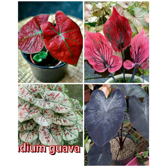 Jual 4 paket unbi caladium festivia majesa jenar guava black colar ...