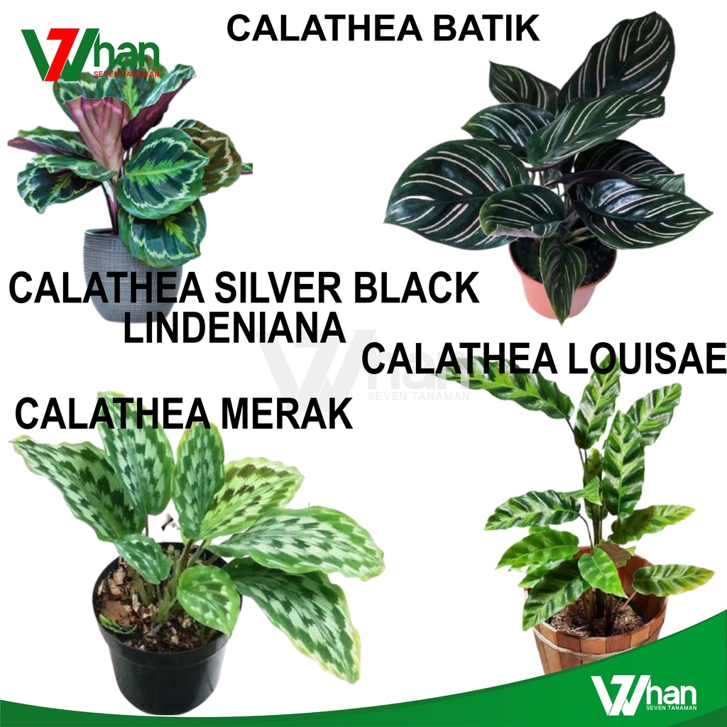 Jual PAKET HEMAT 4 JENIS CALATHEA WHAN7 TANAMAN | Shopee Indonesia
