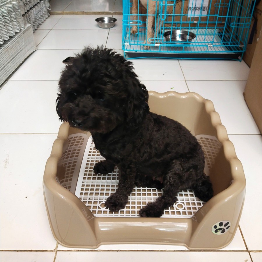 Jual Tatakan Poop Pee Tray - Pet Toilet Anjing Kucing Hewan (Jantan ...