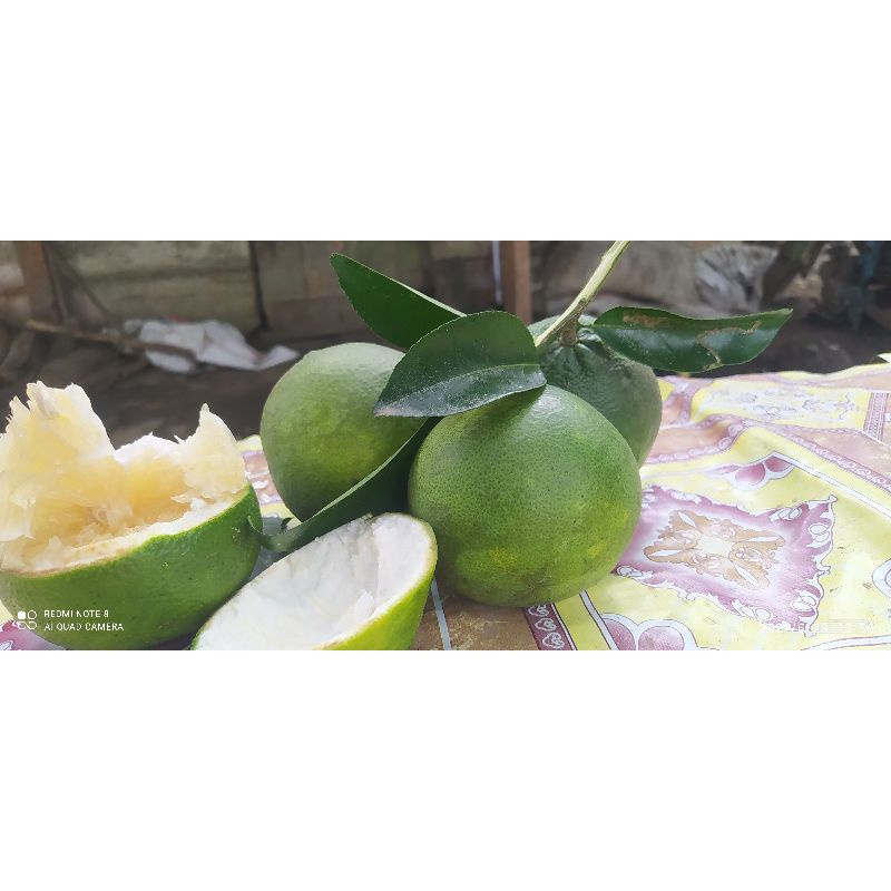 Jual jeruk bali mini | Shopee Indonesia