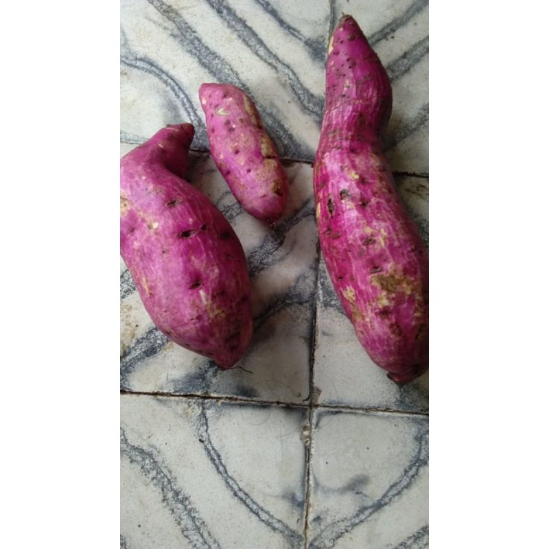 Jual ubi merah/ ubi jalar/ ubi merah fress 1kg | Shopee Indonesia