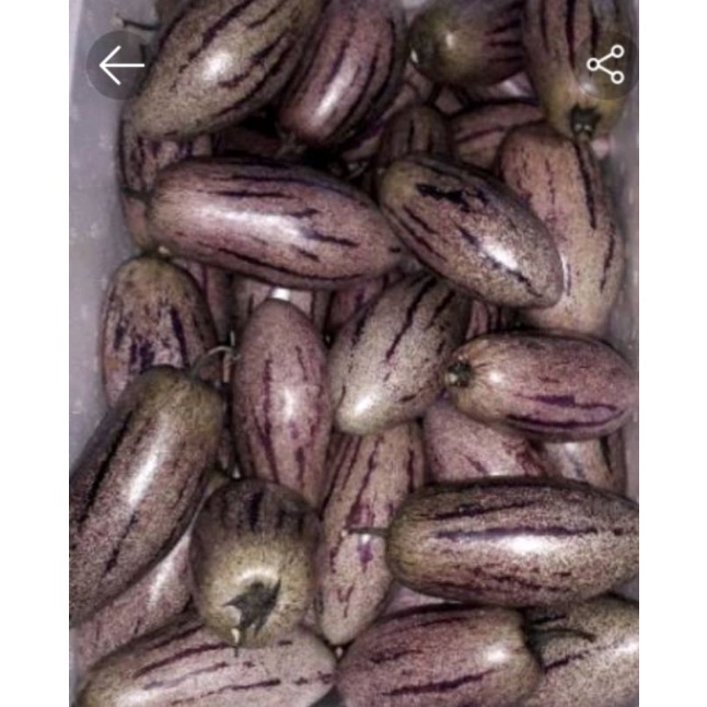Jual buah pepino/put segar 1kg | Shopee Indonesia