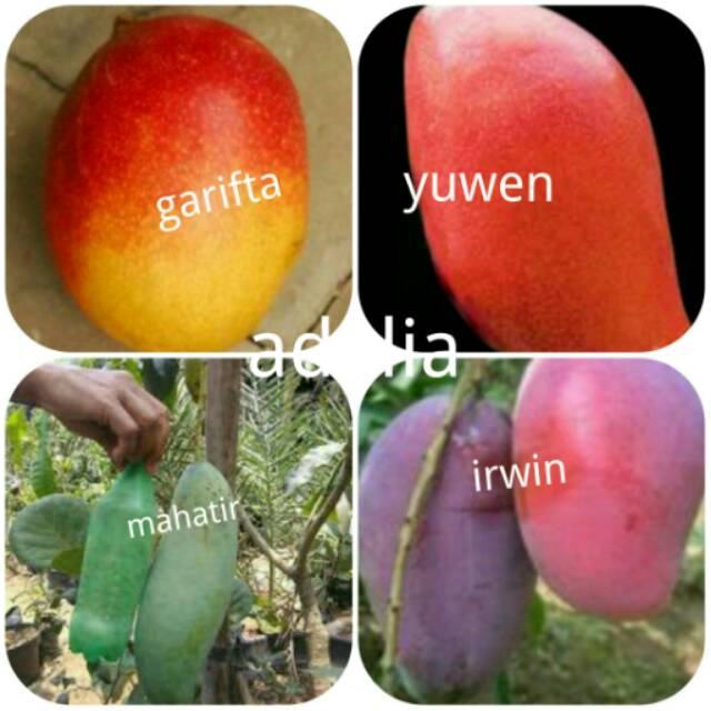 Jual PAKET 4 BIBIT MANGGA IMPOR OKULASI | Shopee Indonesia Jual PAKET 4 BIBIT MANGGA IMPOR OKULASI | Shopee Indonesia