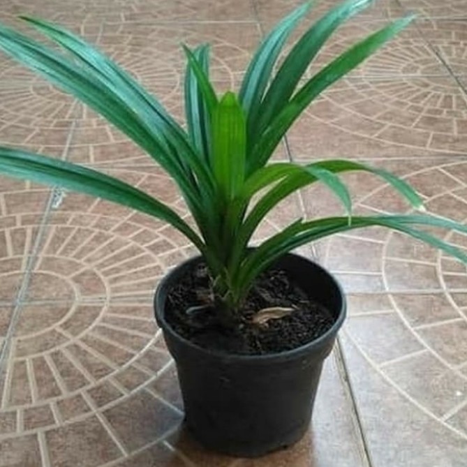 Jual pohon pandan wangi tanaman | Shopee Indonesia