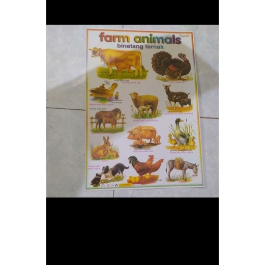 Jual poster edukasi mengenal binatang ternak ukuran 34×49cm | Shopee ...