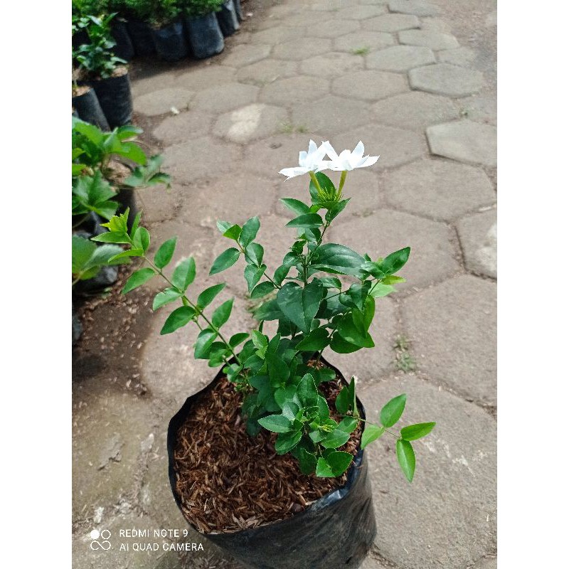 Jual Tanaman Hias Jasmine Star Flower / Melati Bintang | Shopee Indonesia