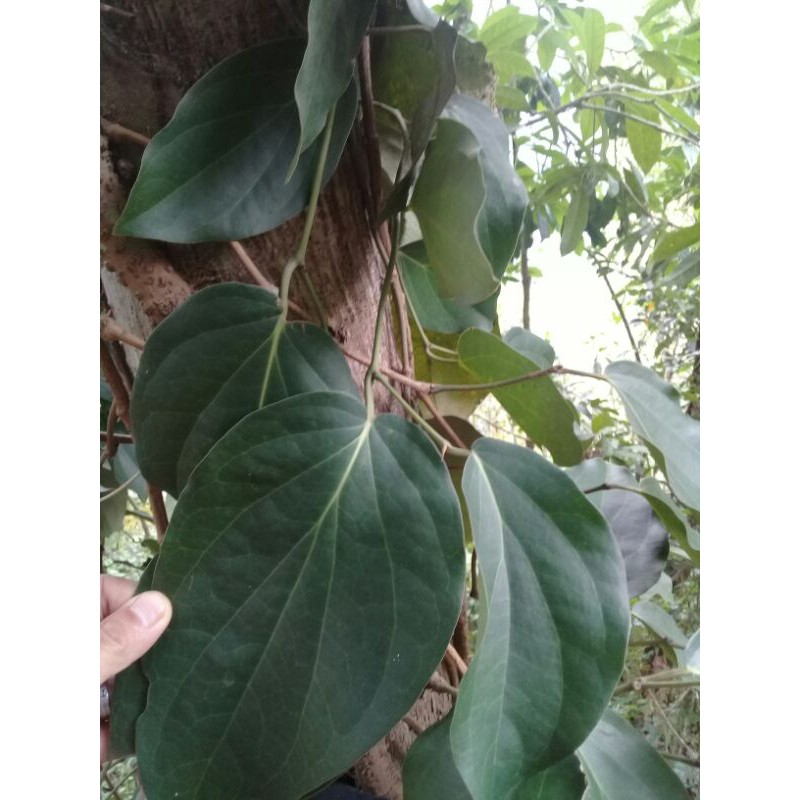 Jual Daun kemukus atau lada hutan segar 500 gram | Shopee Indonesia