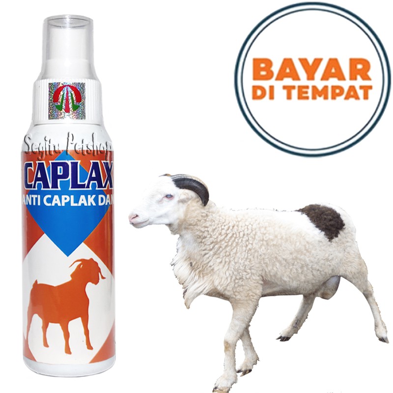 Jual OBAT KUTU KAMBING TERNAK PEMBASMI PARASIT CAPLAX KAMBING | Shopee ...