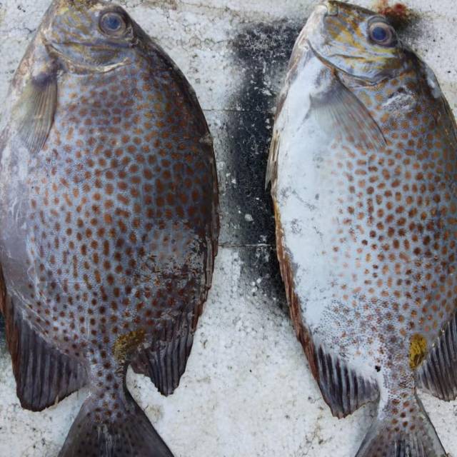 Jual Ikan Baronang Beku Foss Seafood | Shopee Indonesia