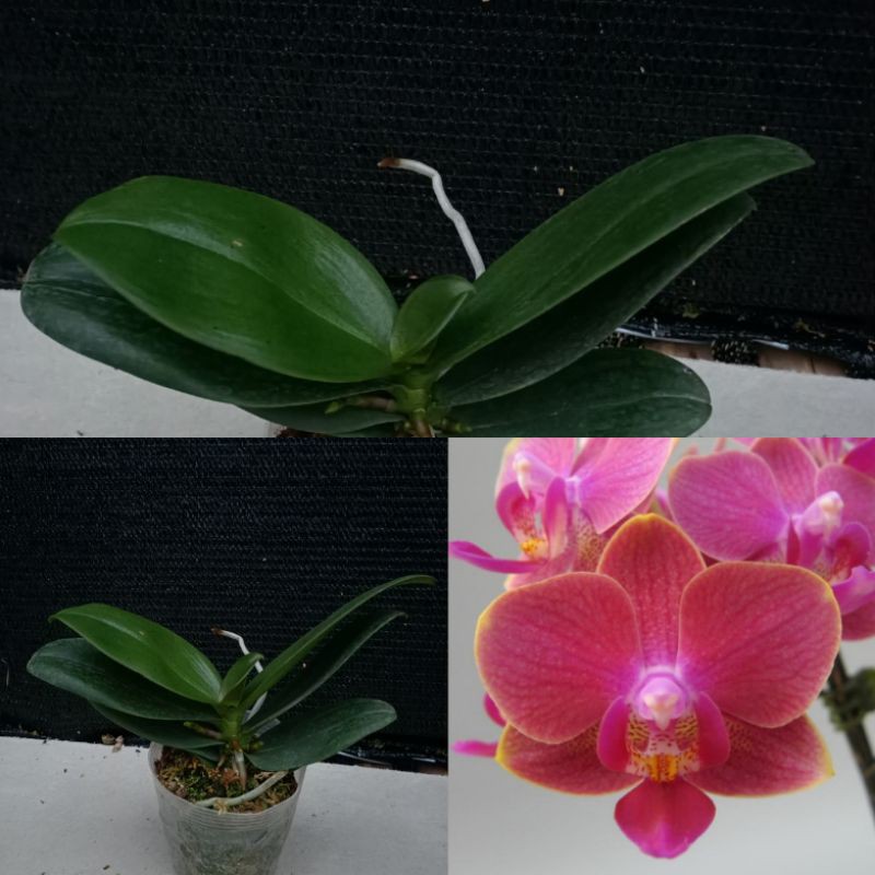 Jual Anggrek bulan merah mini (spike) | Shopee Indonesia