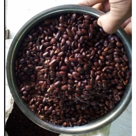 Jual Benih Biji Pohon Trembesi 1 Kg - Biji Samanea Saman | Shopee Indonesia